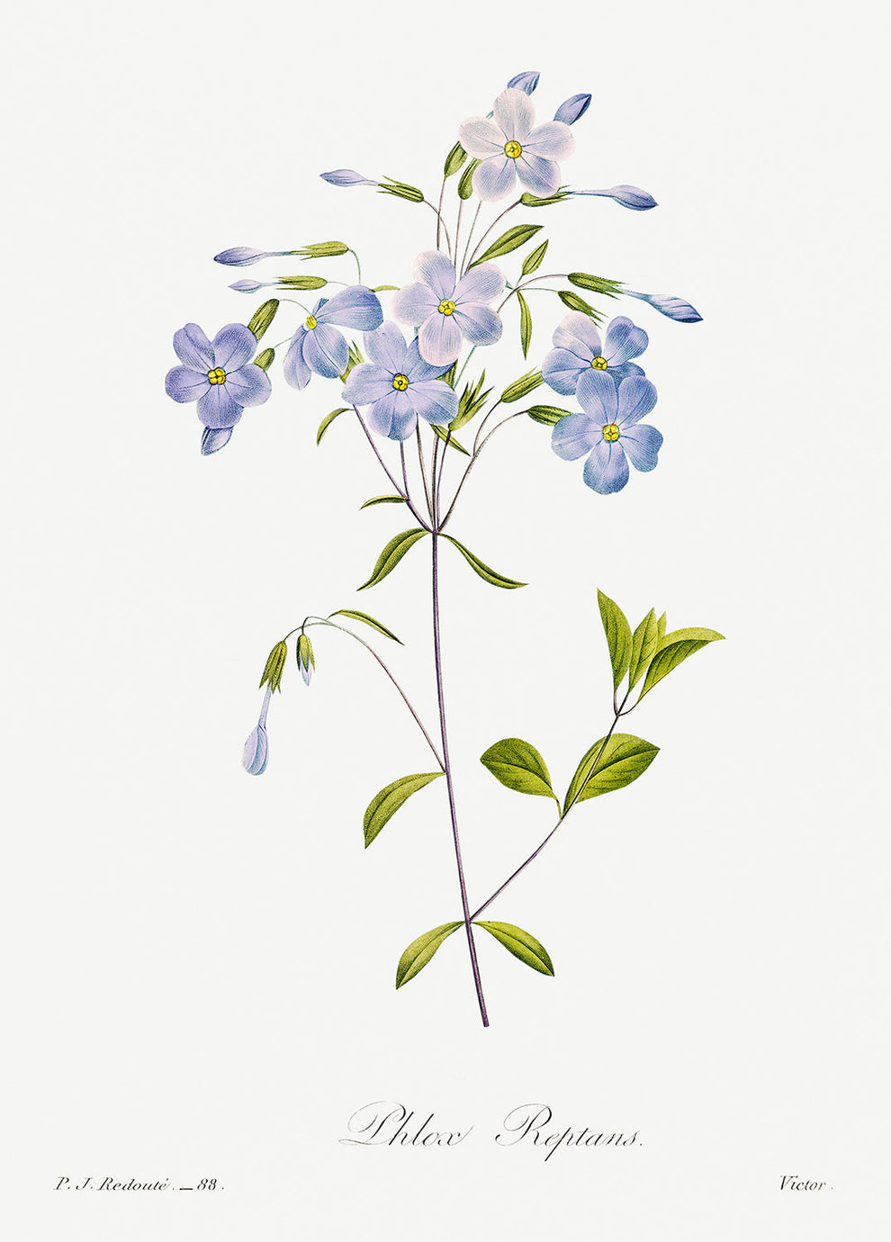 Botanical Plant Print - Reptans by Pierre Joseph Redoute – Keep Calm ...
